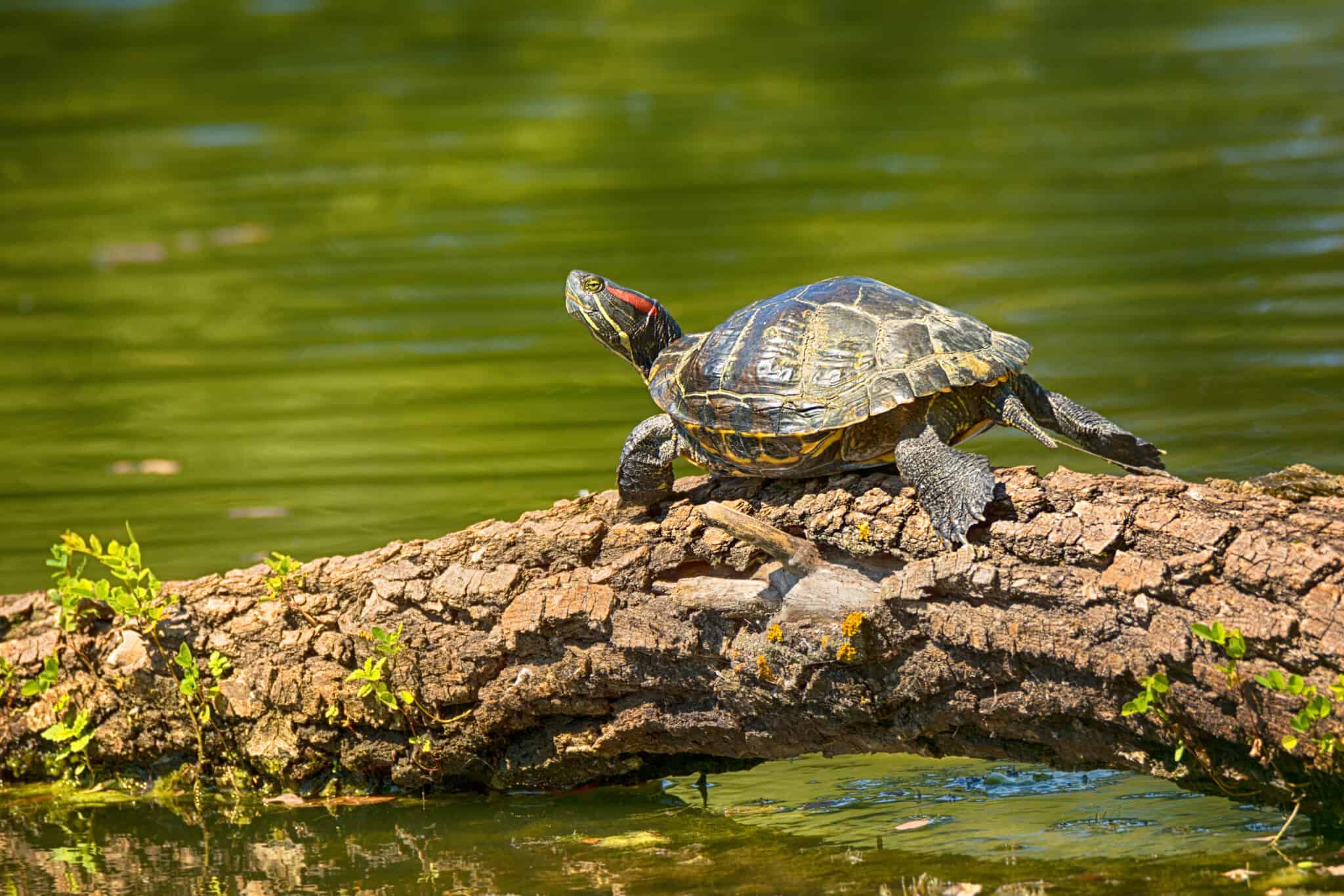 Water Turtles in Your Garden Pond - pondlovers.com